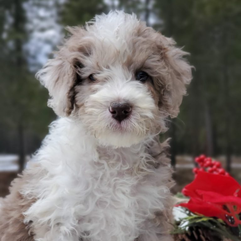 Goldendoodle Coat Colors – Everything You Need To Know | Mountain ...