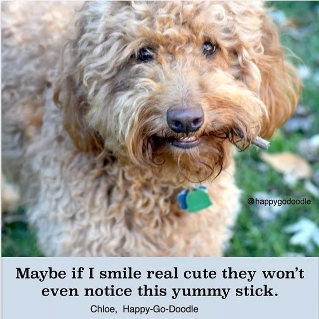 Hilarious ‘Doodle Memes To Brighten Your Day | Mountain Meadow Puppies