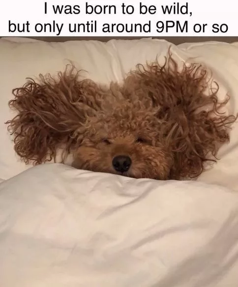 Hilarious ‘Doodle Memes To Brighten Your Day | Mountain Meadow Puppies