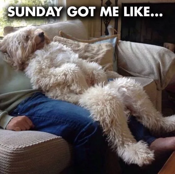 Hilarious ‘Doodle Memes To Brighten Your Day | Mountain Meadow Puppies